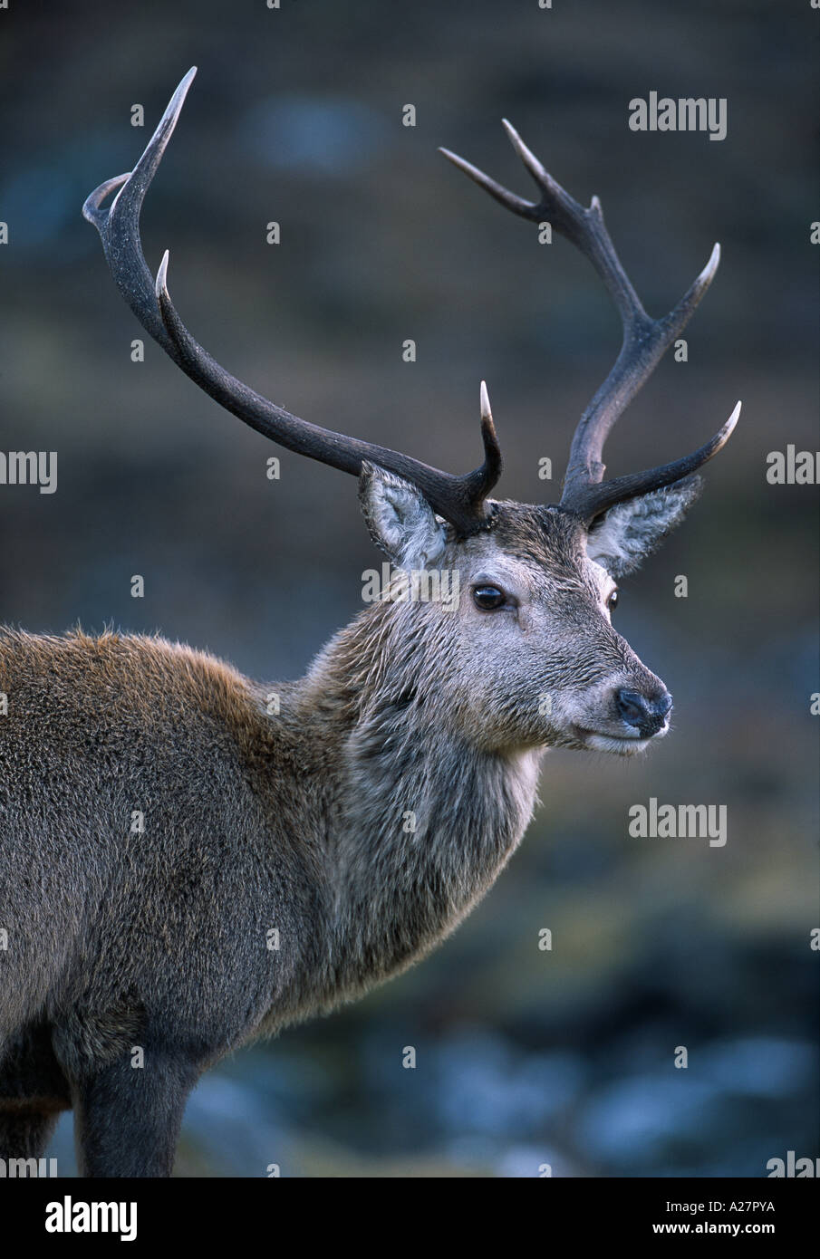 RED DEER STAG LOOKING OVER HIS SHOULDER Stock Photo - Alamy