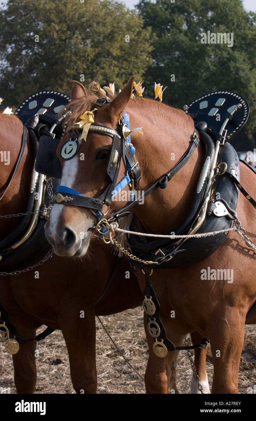 Heavy horses at the National Ploughing Championships in Sussex Stock ...