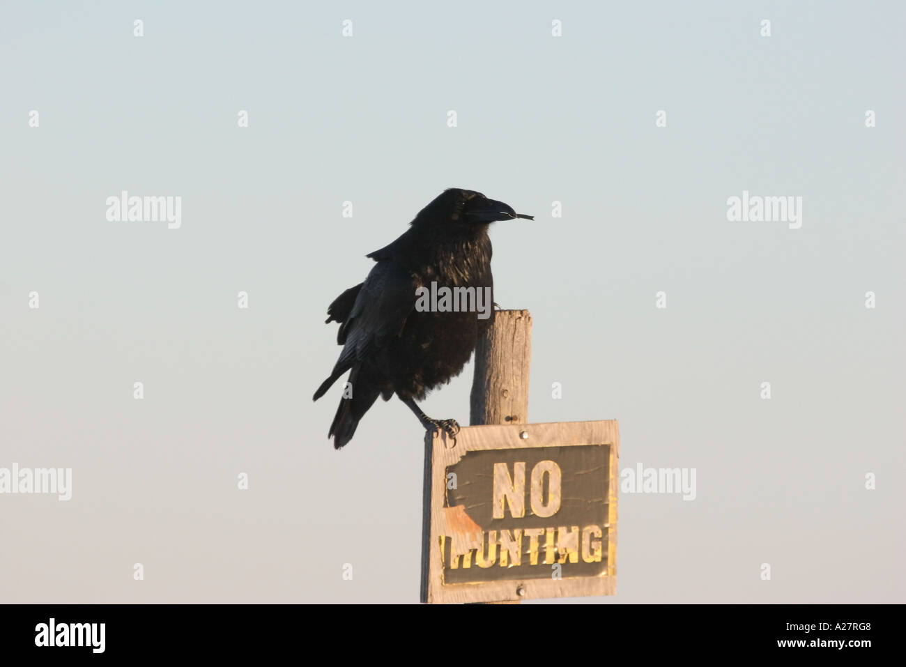 Common raven corvus corax hunting hi-res stock photography and images ...