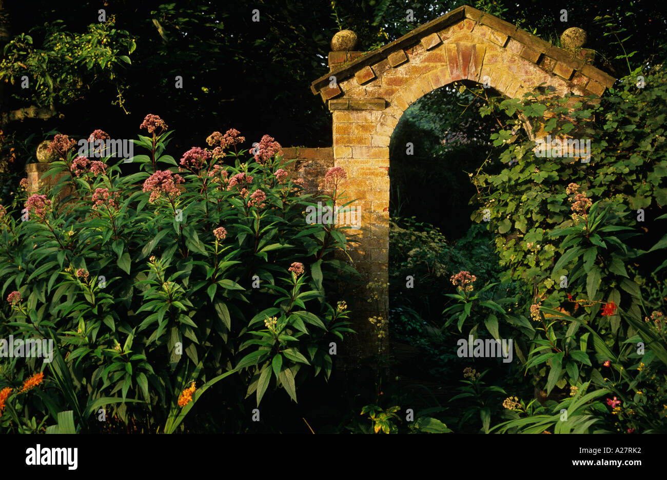 Eupatorium purpureum susp. Maculatum 'Atropurpureum' with arch at ...