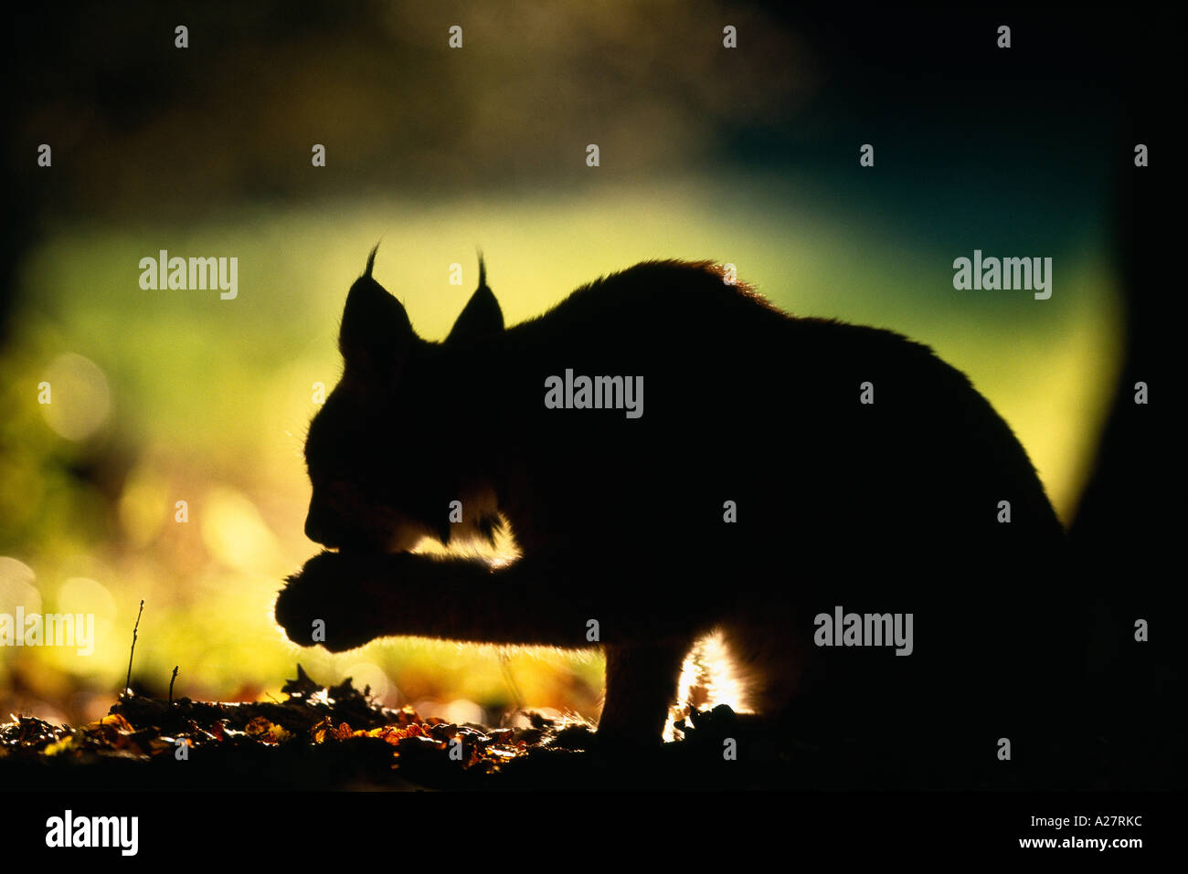 YOUNG EUROPEAN LYNX BACKLIT CLEANING ITS PAW Stock Photo - Alamy
