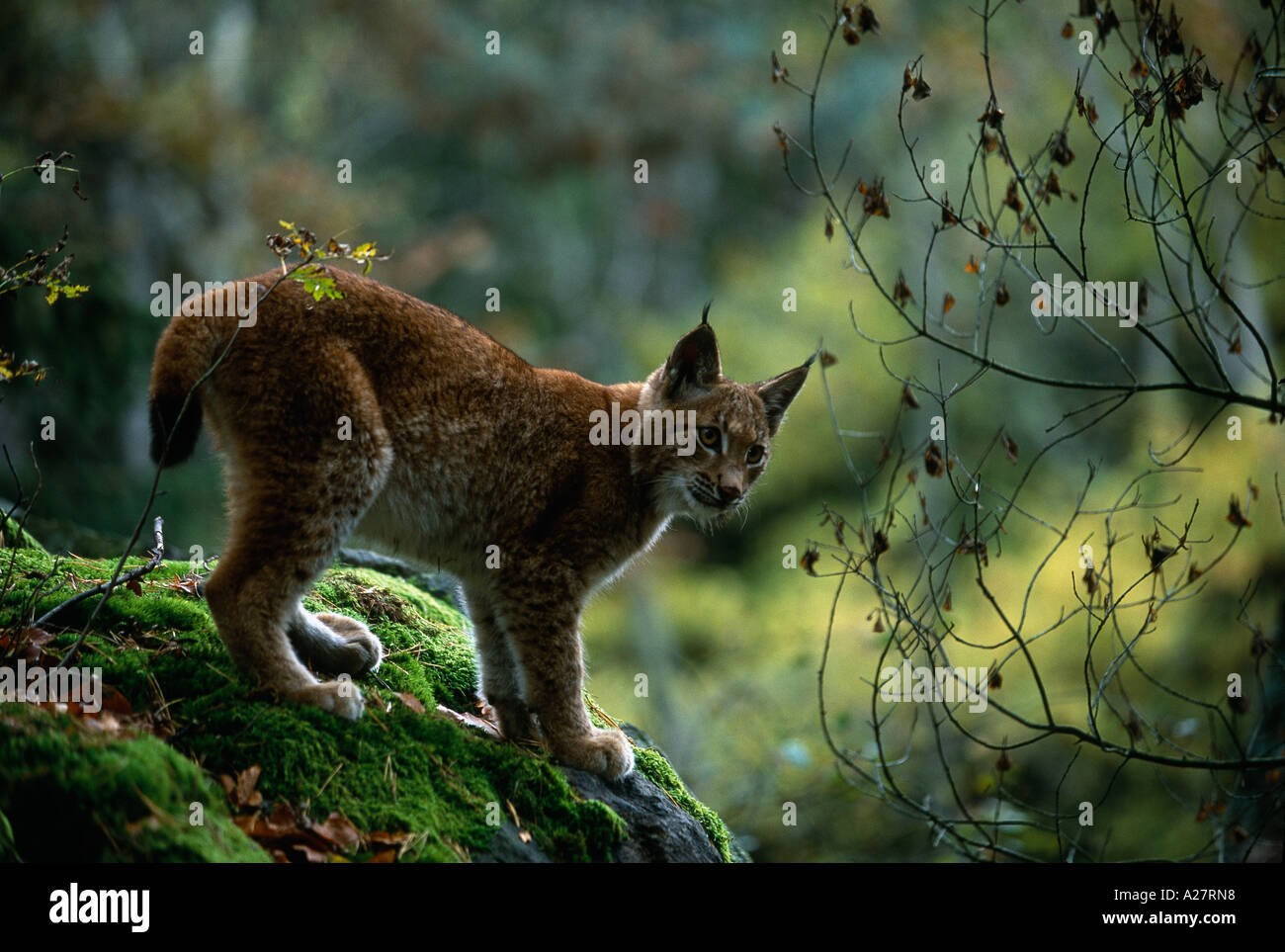 YOUNG EUROPEAN LYNX MIXED FOREST Stock Photo - Alamy