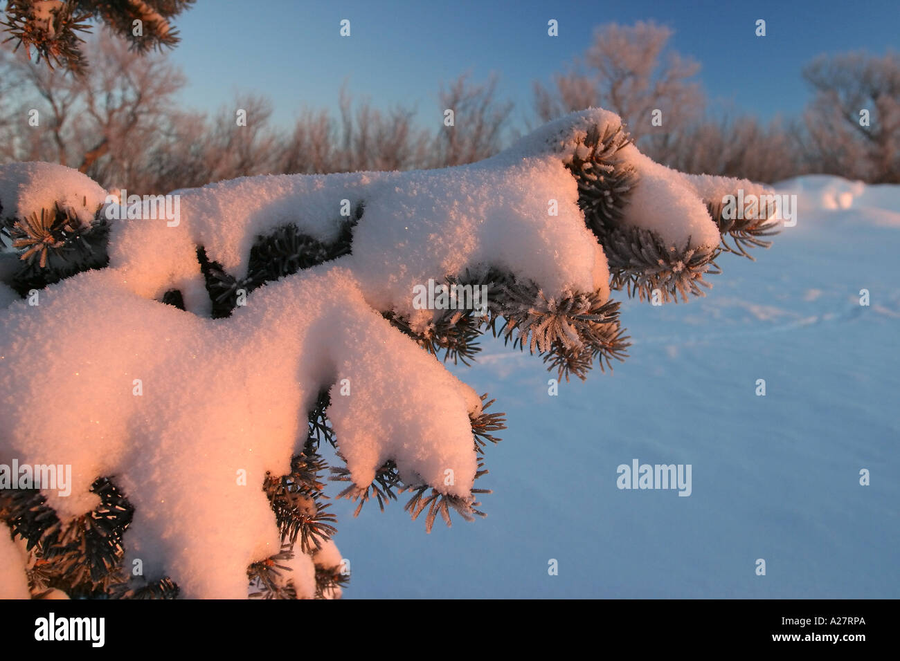 snow-covered branches of an evergreen tree in scenic Saskatchewan ...