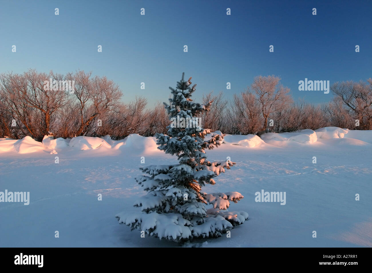 Early morning sun lighting up a pine tree and snow drifts in scenic ...