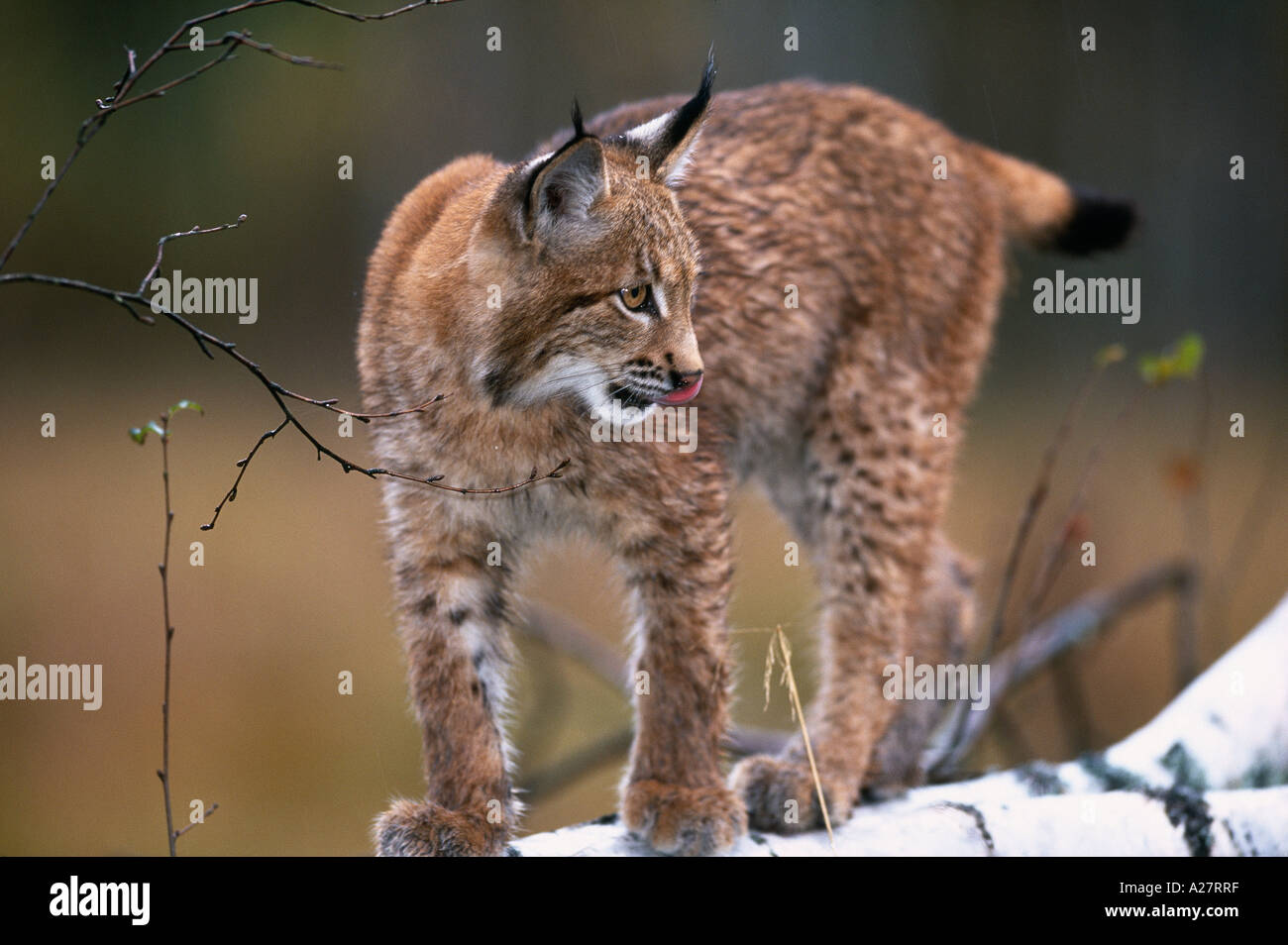 Birch leaved cat tail hi-res stock photography and images - Alamy