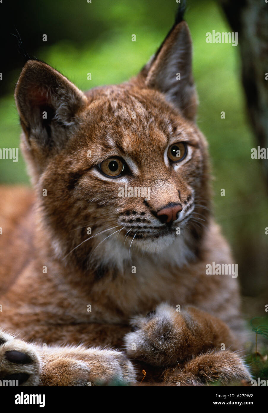 YOUNG EUROPEAN LYNX PORTRAIT Stock Photo - Alamy