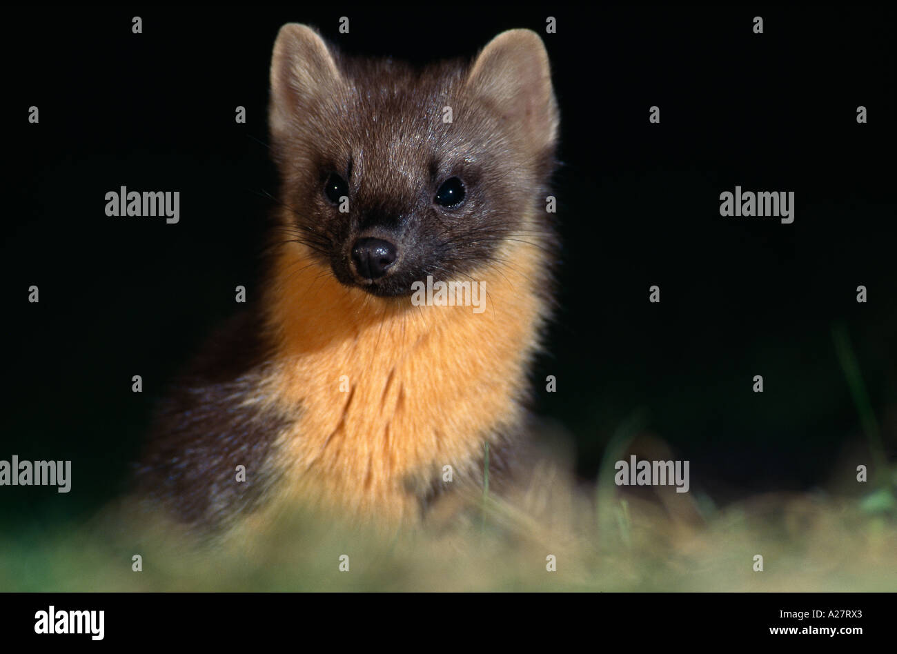 Female Pine Marten High Resolution Stock Photography and Images - Alamy