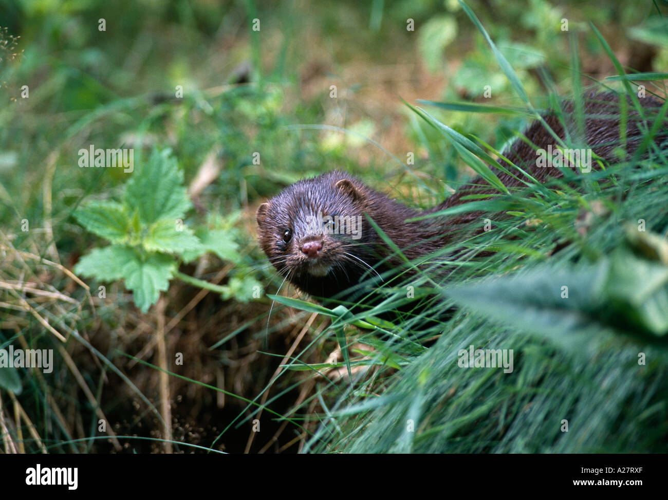 Mink farming High Resolution Stock Photography and Images - Alamy