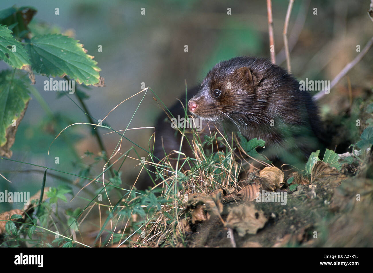 Mink farming High Resolution Stock Photography and Images - Alamy