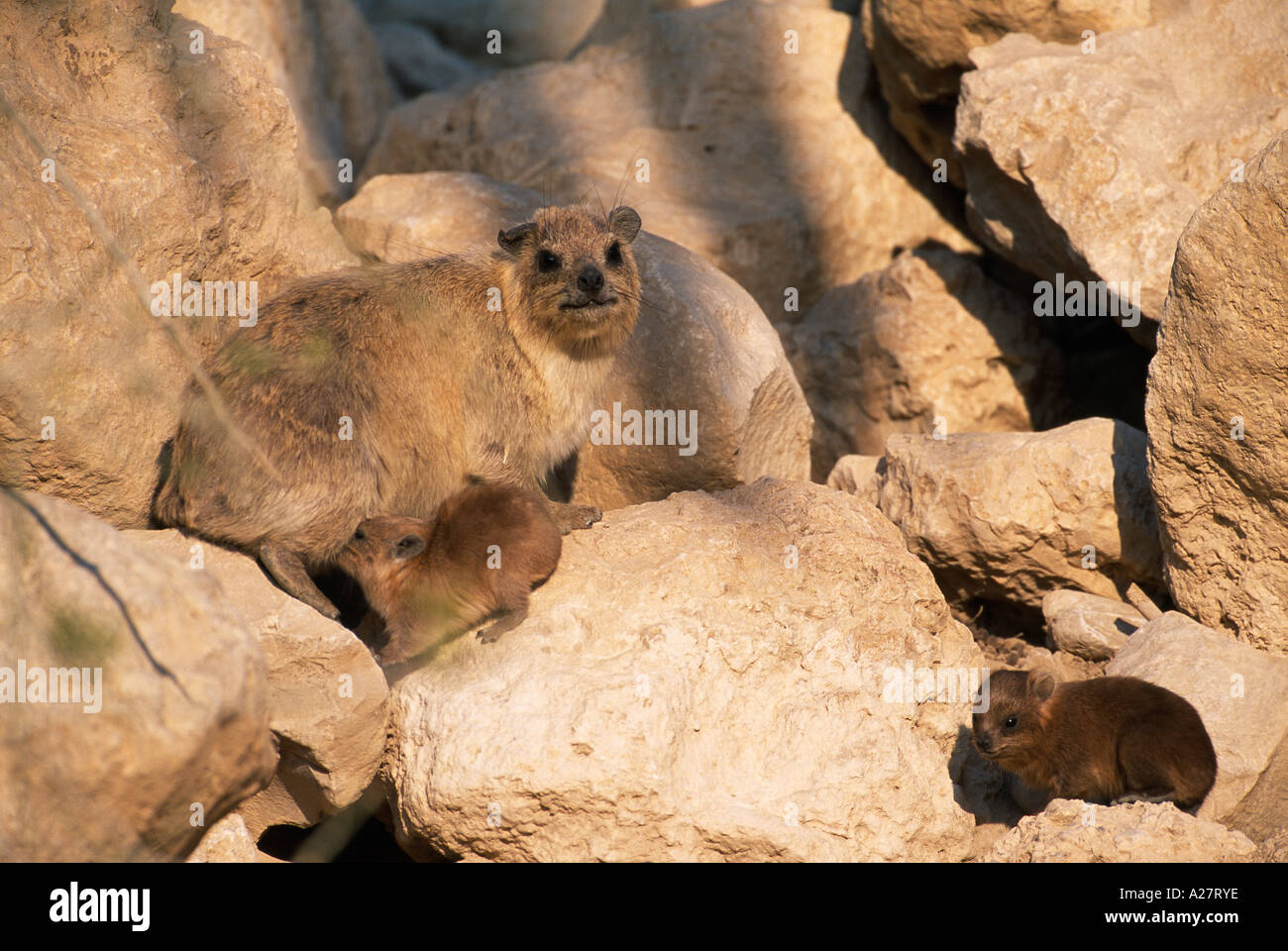 ROCK HYRAX MOTHER WITH YOUNG Stock Photo - Alamy