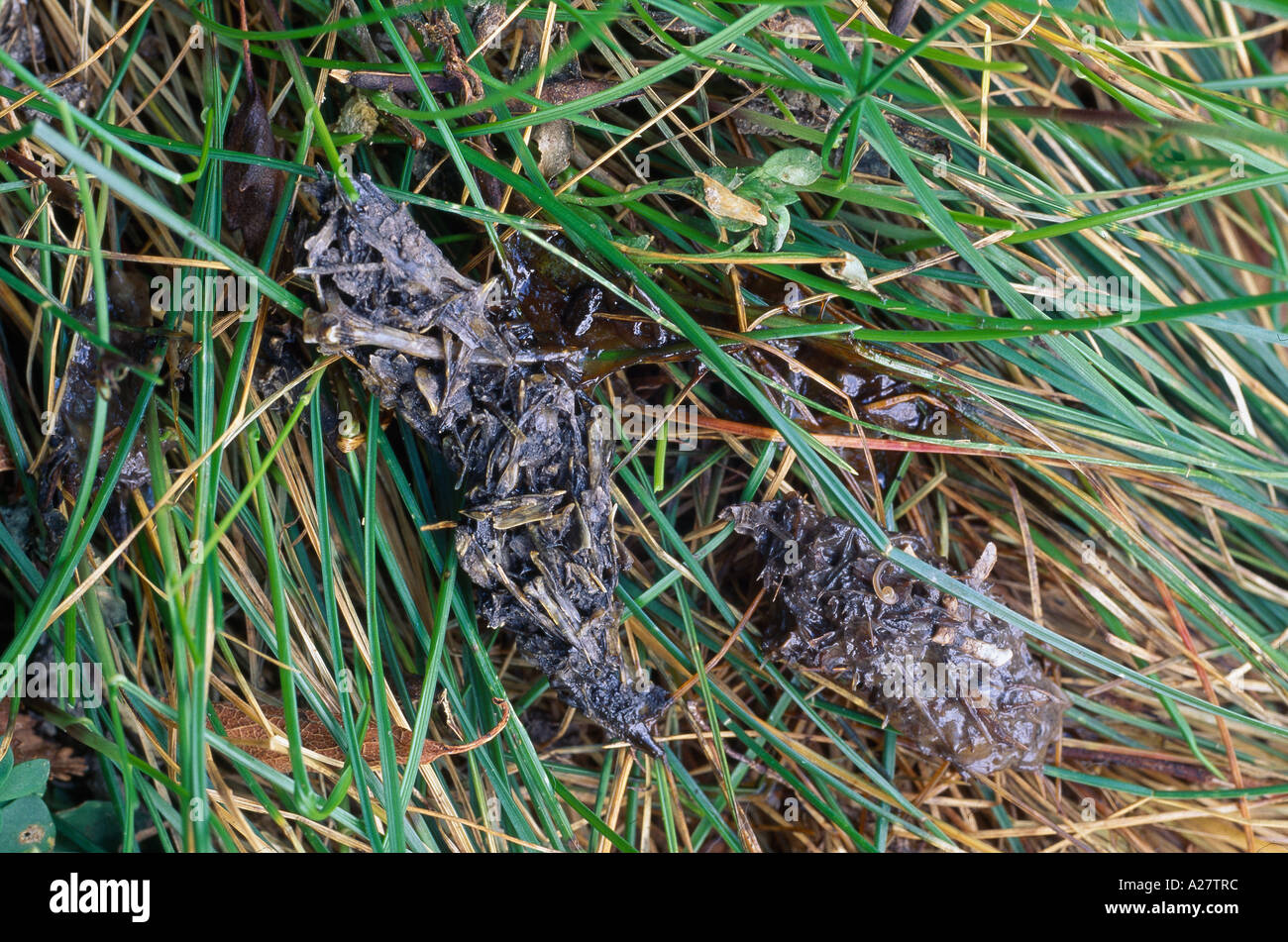 Scats hi-res stock photography and images - Alamy