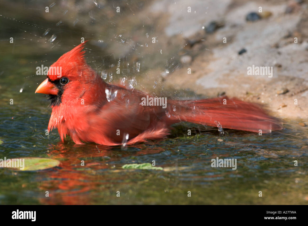 Northern cardinal cardinal cardinalis bathing in pond Stock Photo - Alamy