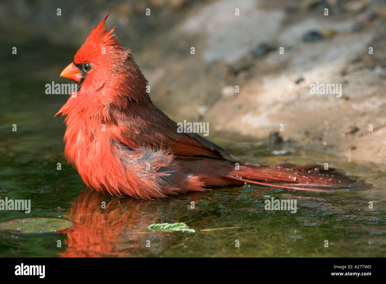Northern cardinal cardinal cardinalis bathing in pond Stock Photo - Alamy