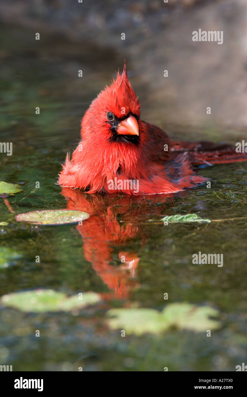Northern cardinal cardinal cardinalis bathing in pond Stock Photo - Alamy