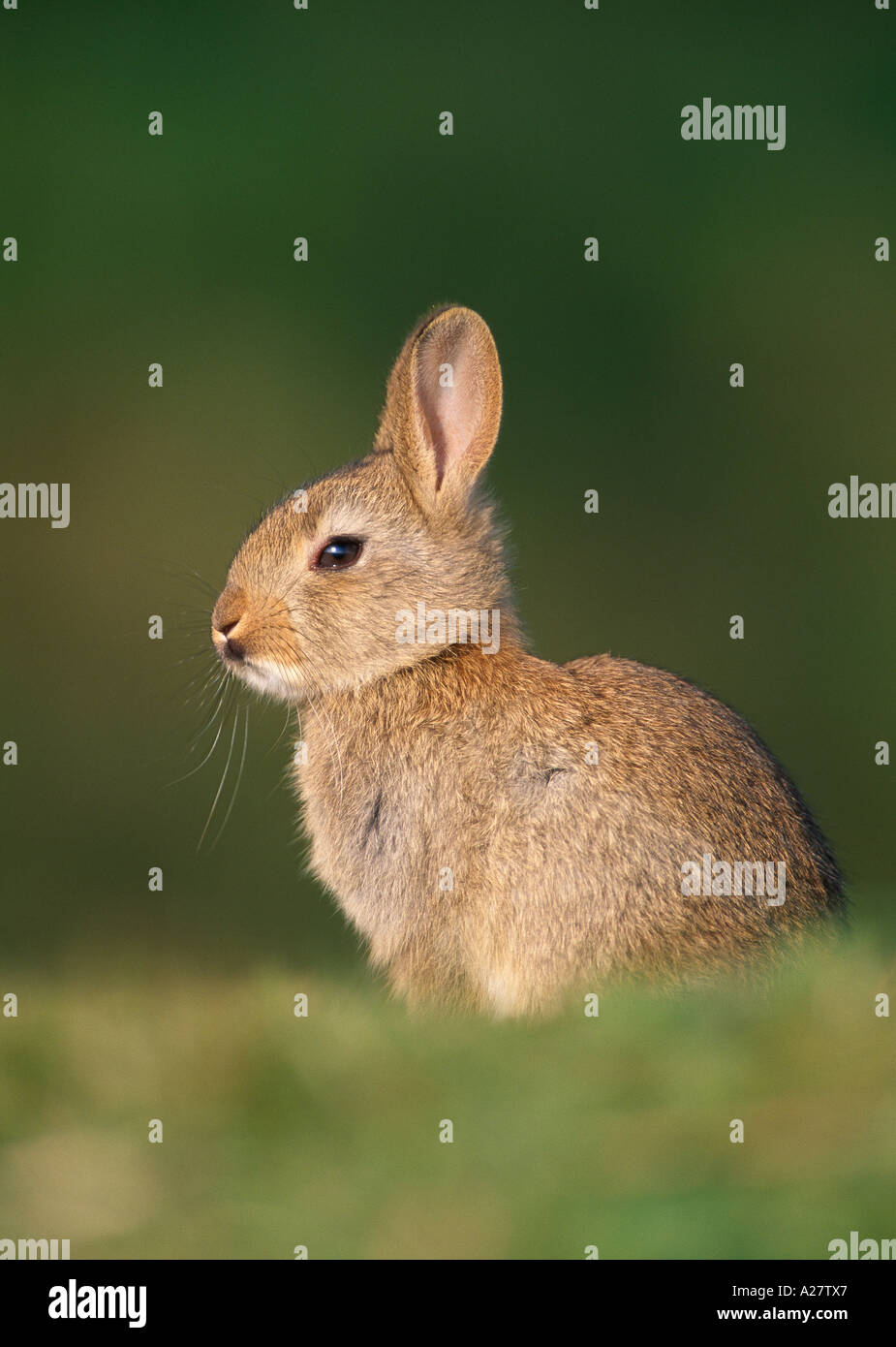 YOUNG RABBIT OUTSIDE BURROW Stock Photo - Alamy
