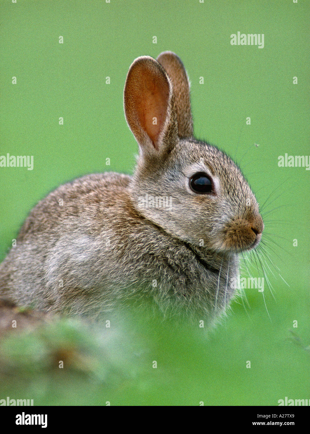 YOUNG RABBIT OUTSIDE BURROW Stock Photo - Alamy