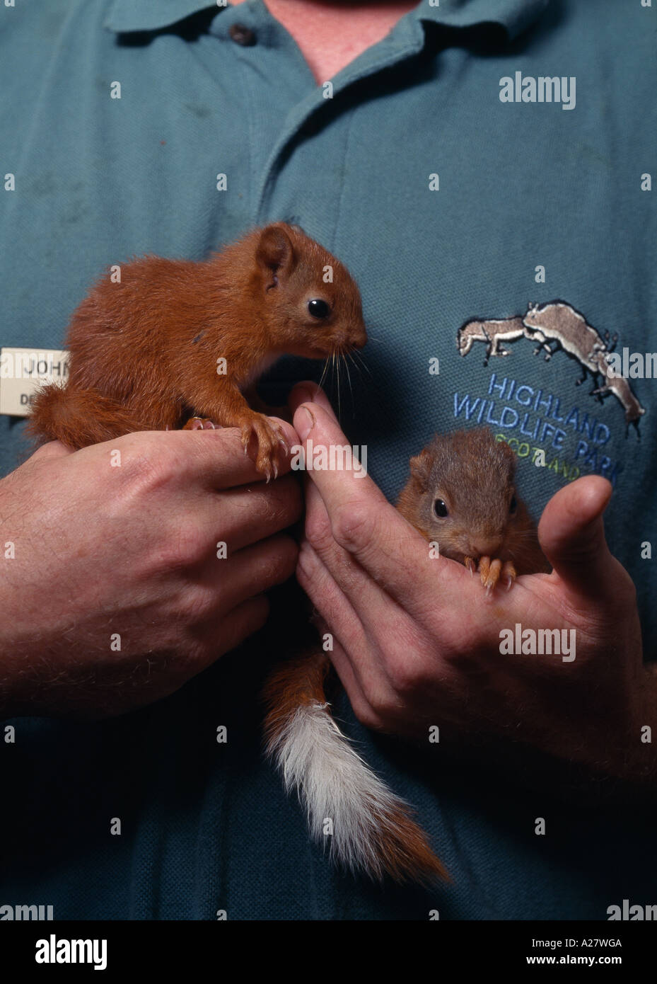 Red squirrels scotland highland hi-res stock photography and images - Alamy