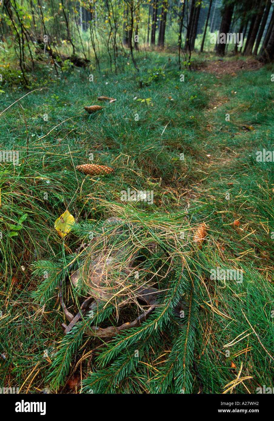 LEG HOLD TRAP SET FOREST ALONG TRAIL Stock Photo - Alamy
