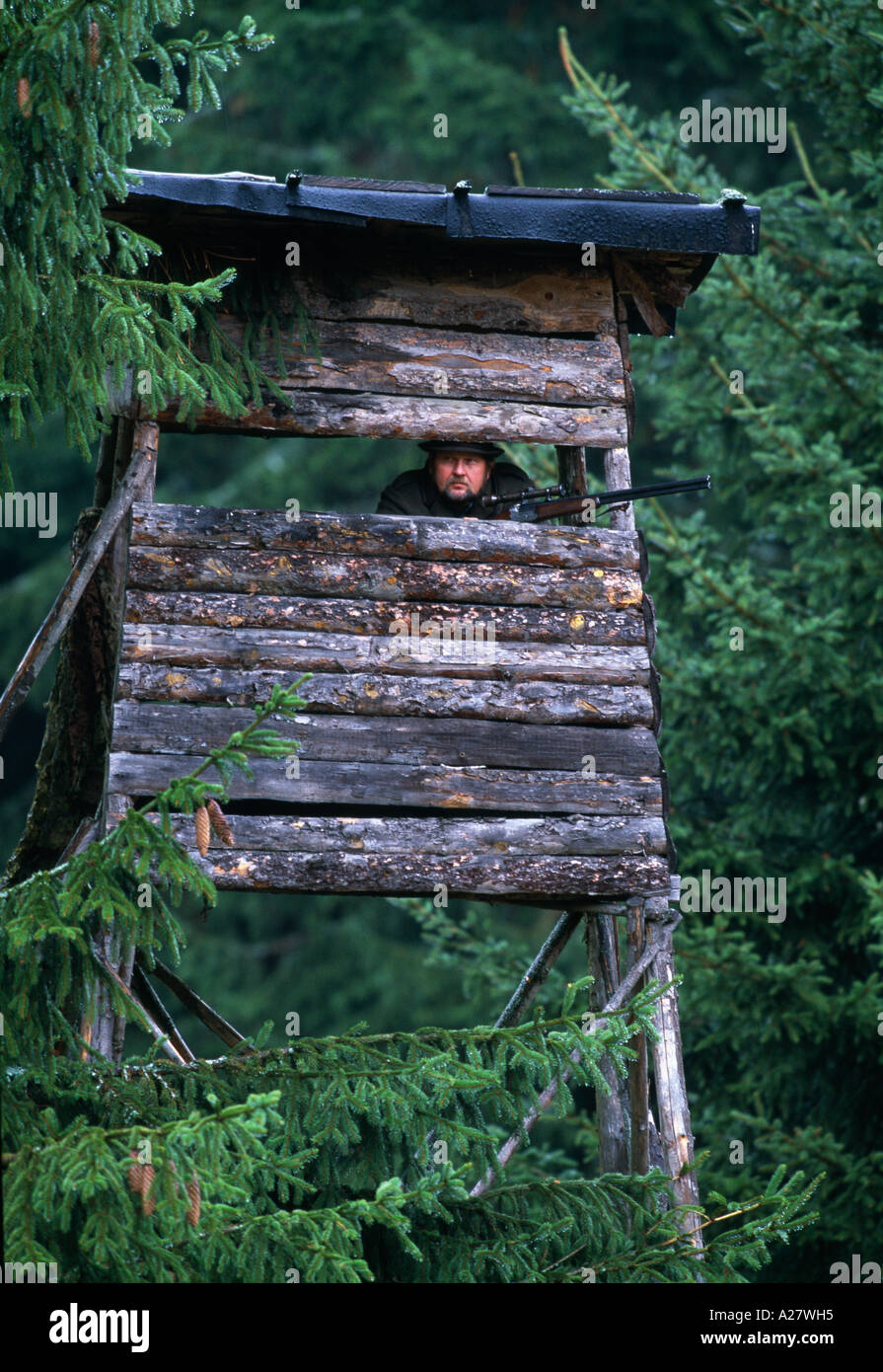 HUNTER WAITING TOWER SPRUCE FOREST Stock Photo - Alamy
