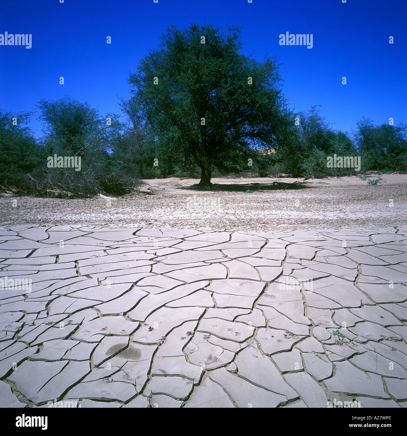 Acacia tree survives on deep groundwater in dry mud cracked riverbed of ...