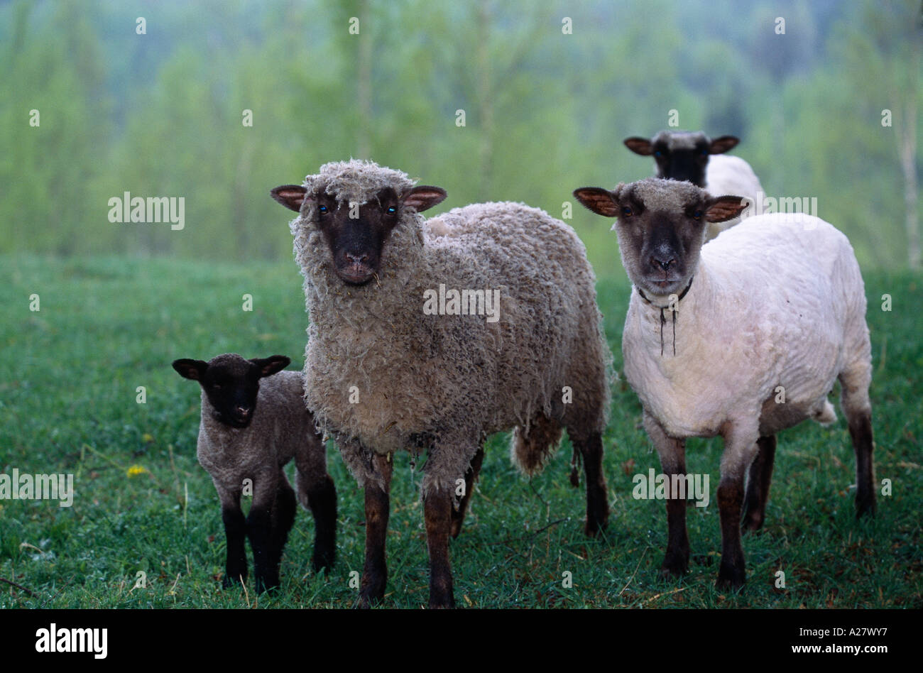 Latvian sheep hi-res stock photography and images - Alamy