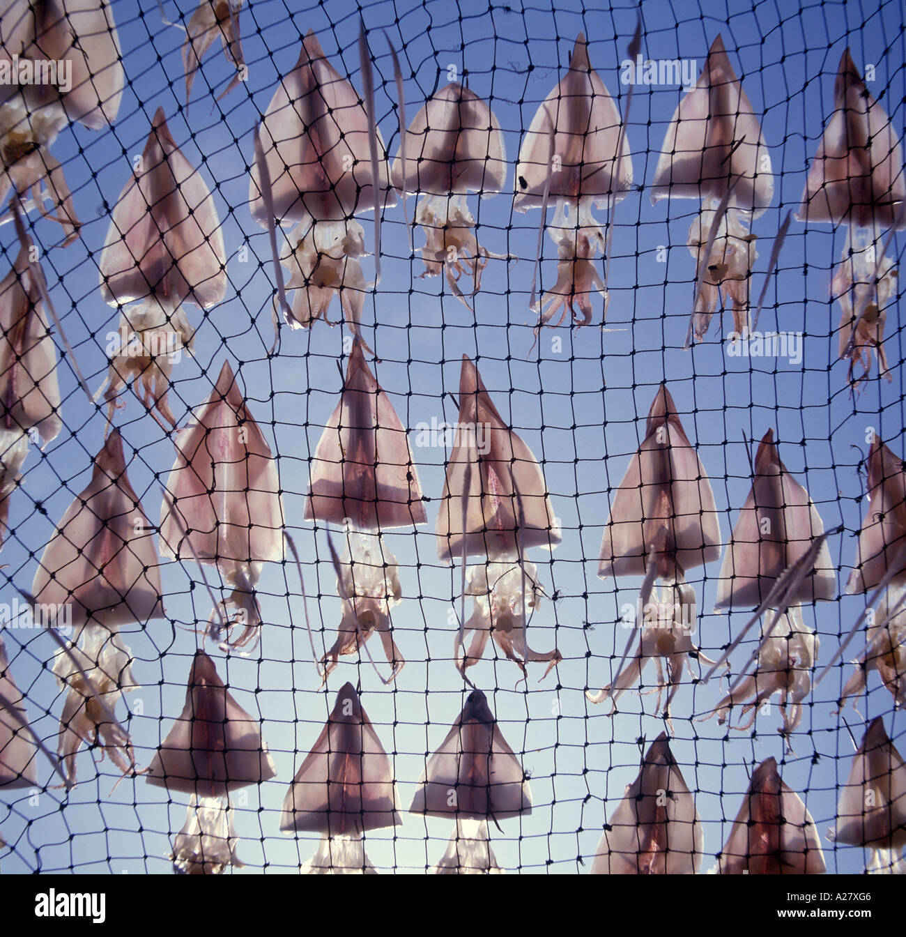 Squid nets hi-res stock photography and images - Alamy