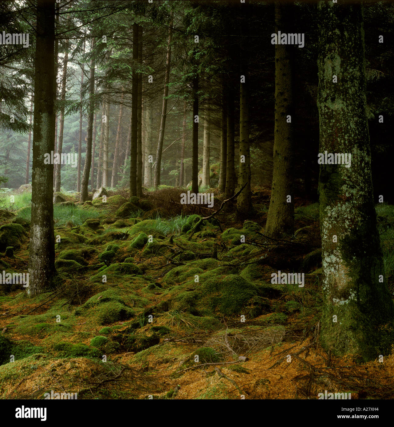 Scottish forest hi-res stock photography and images - Alamy