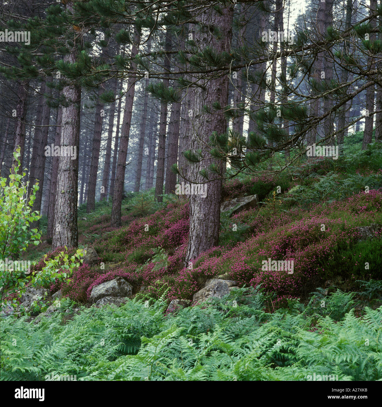 Heather Ferns and Pine Trees North Yorkshire UK Stock Photo - Alamy