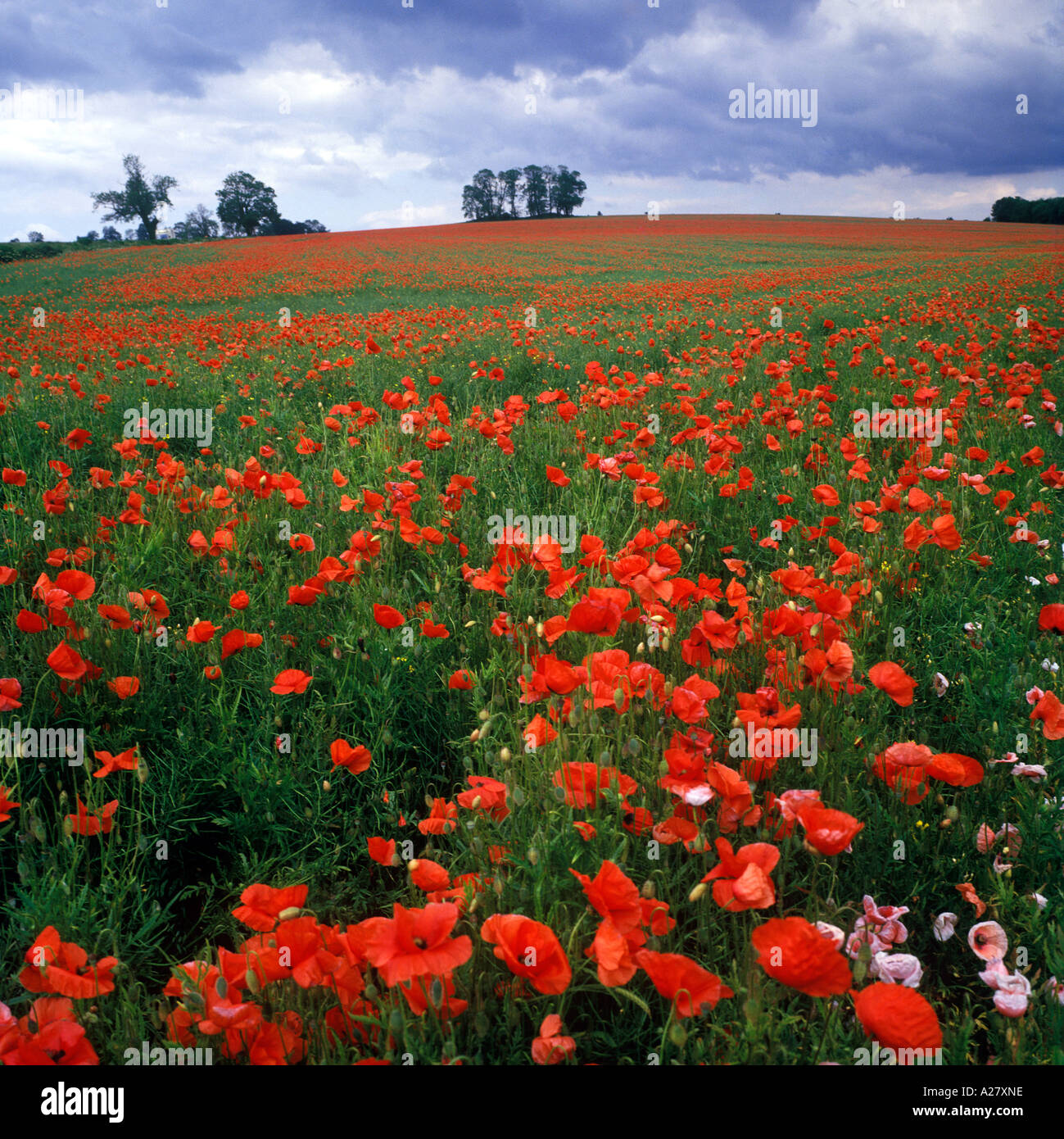 Poppy field Nottinghamshire UK Stock Photo - Alamy