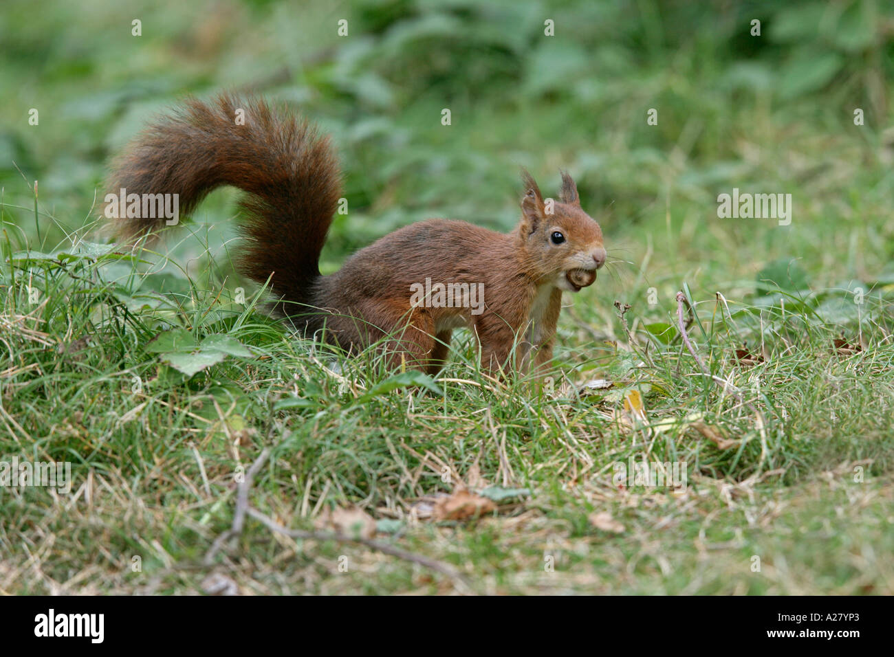 RED SQUIRREL Sciurus vulgaris WITH NUT ON FOREST FLOOR OCTOBER Stock ...