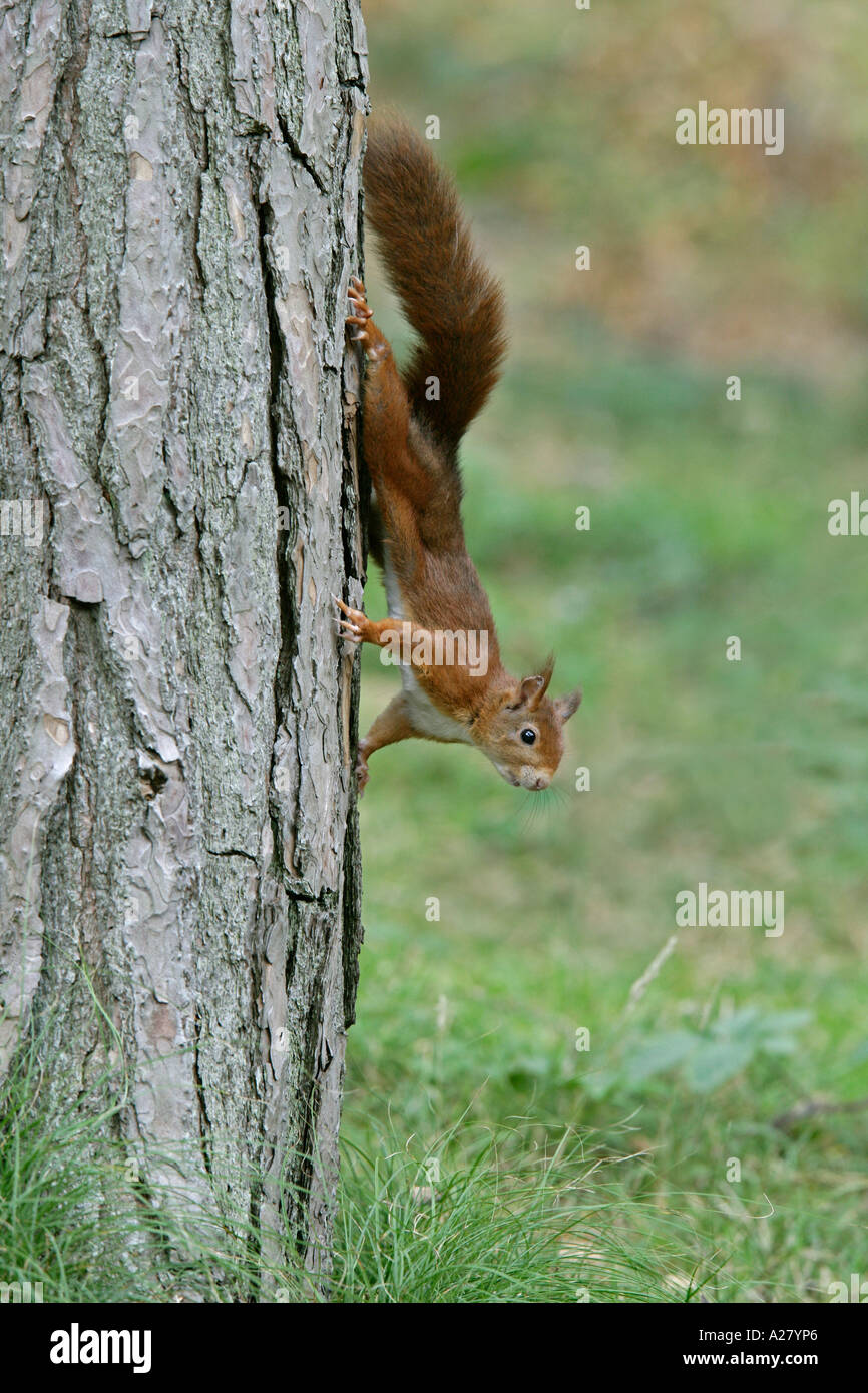 RED SQUIRREL Sciurus vulgaris CLIMBING DOWN TREE Stock Photo - Alamy