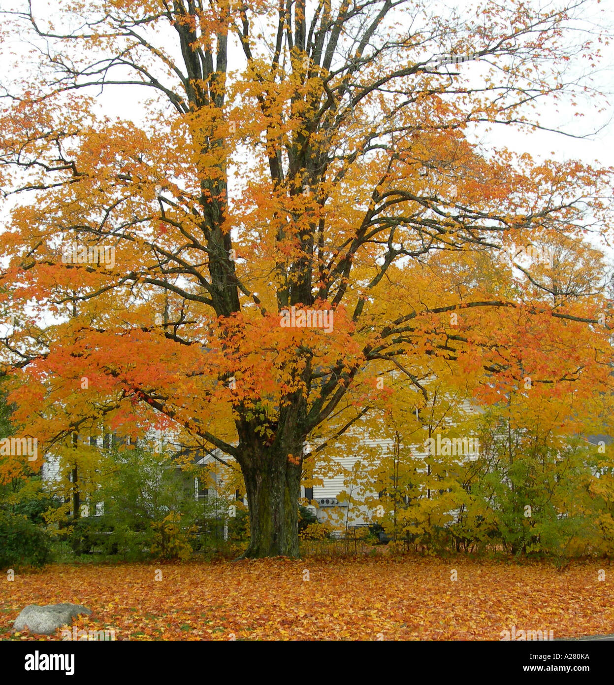 Large Maple Tree in Full Fall Colours at Wiscasset Maine USA Stock ...
