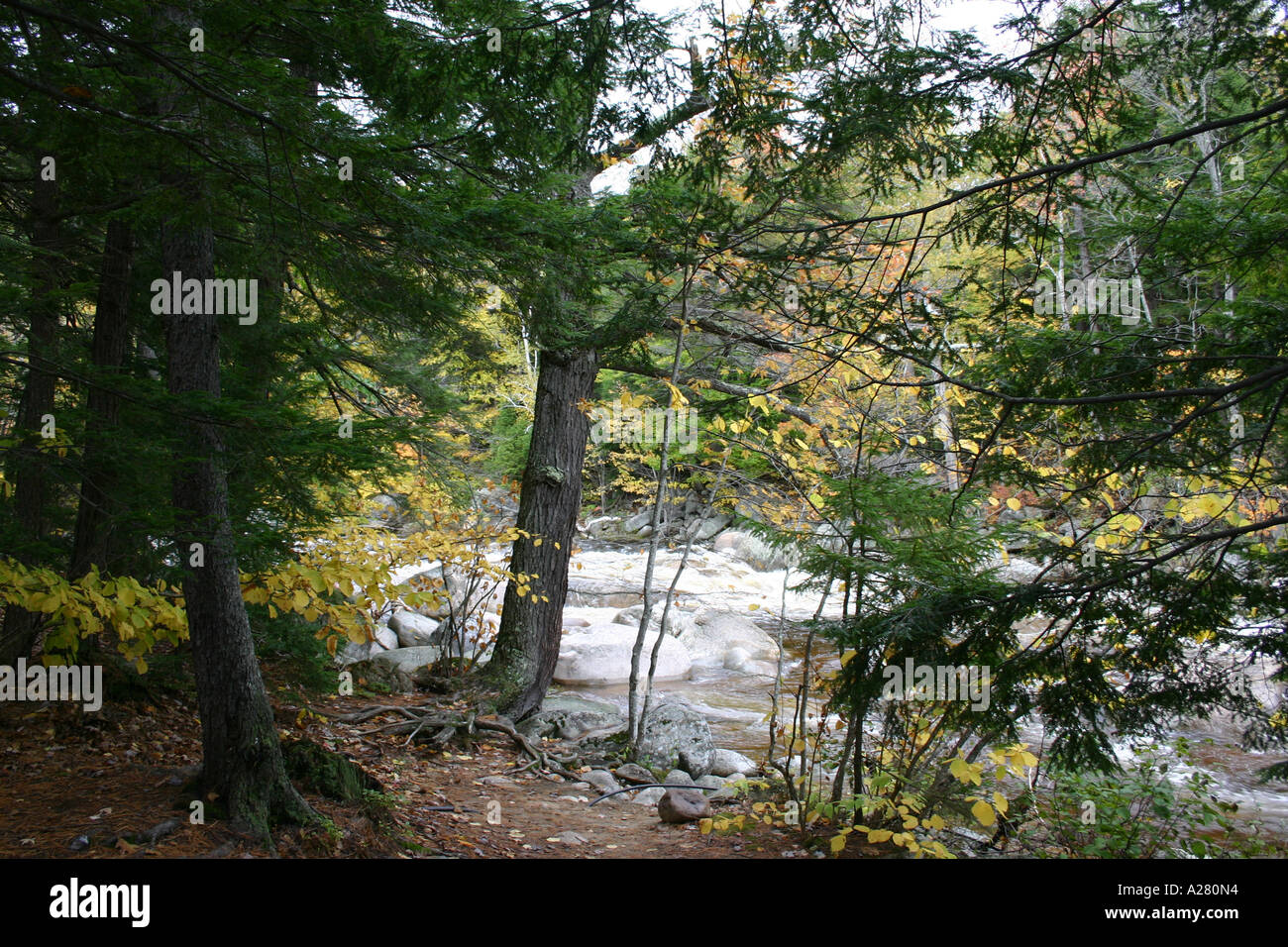 Picturesque Trees on the Banks of the Swift River White Mountains New ...