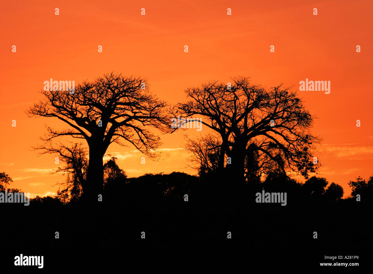east africa kenya north mombasa sunset through the baobab trees Stock ...