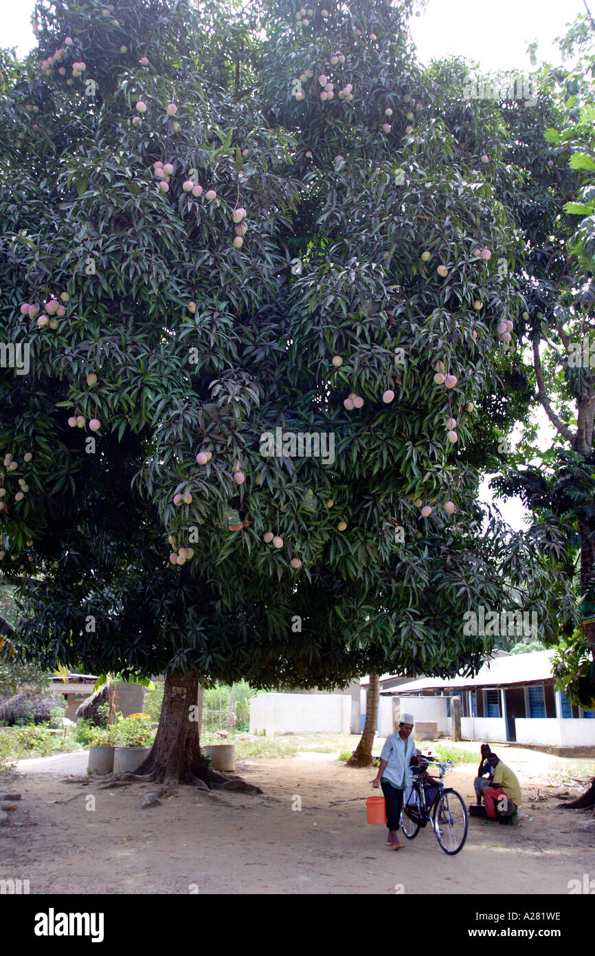 Mango tree tanzania africa hi-res stock photography and images - Alamy