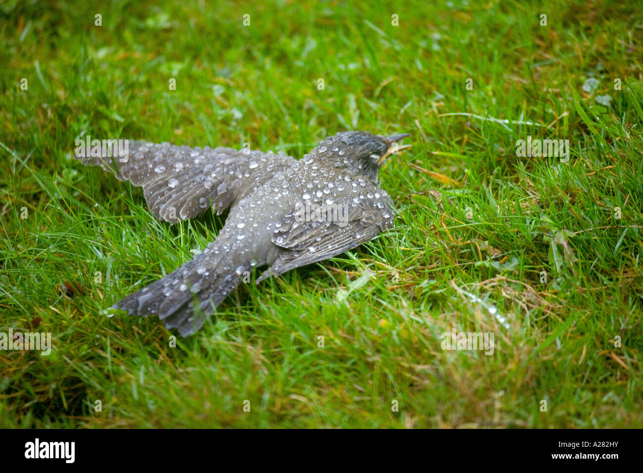 Robin with injured wing Stock Photo - Alamy