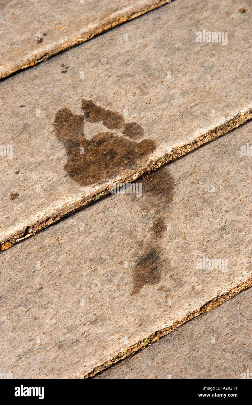 A wet footprint on a wood dock on the island of Maui, Hawaii Stock ...