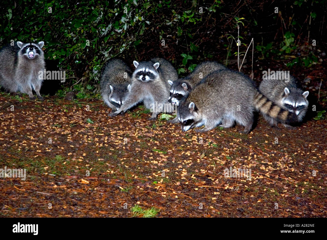 Group of raccoons hi-res stock photography and images - Alamy