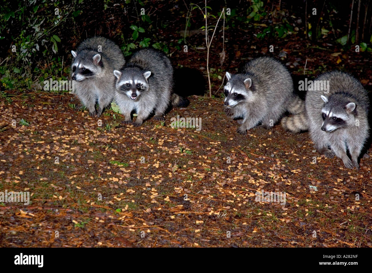 Group of raccoons hi-res stock photography and images - Alamy