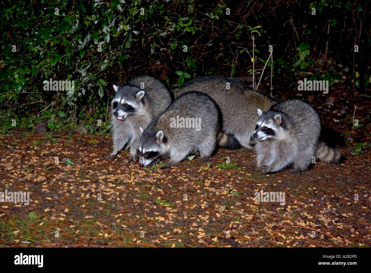 Group of raccoons hi-res stock photography and images - Alamy