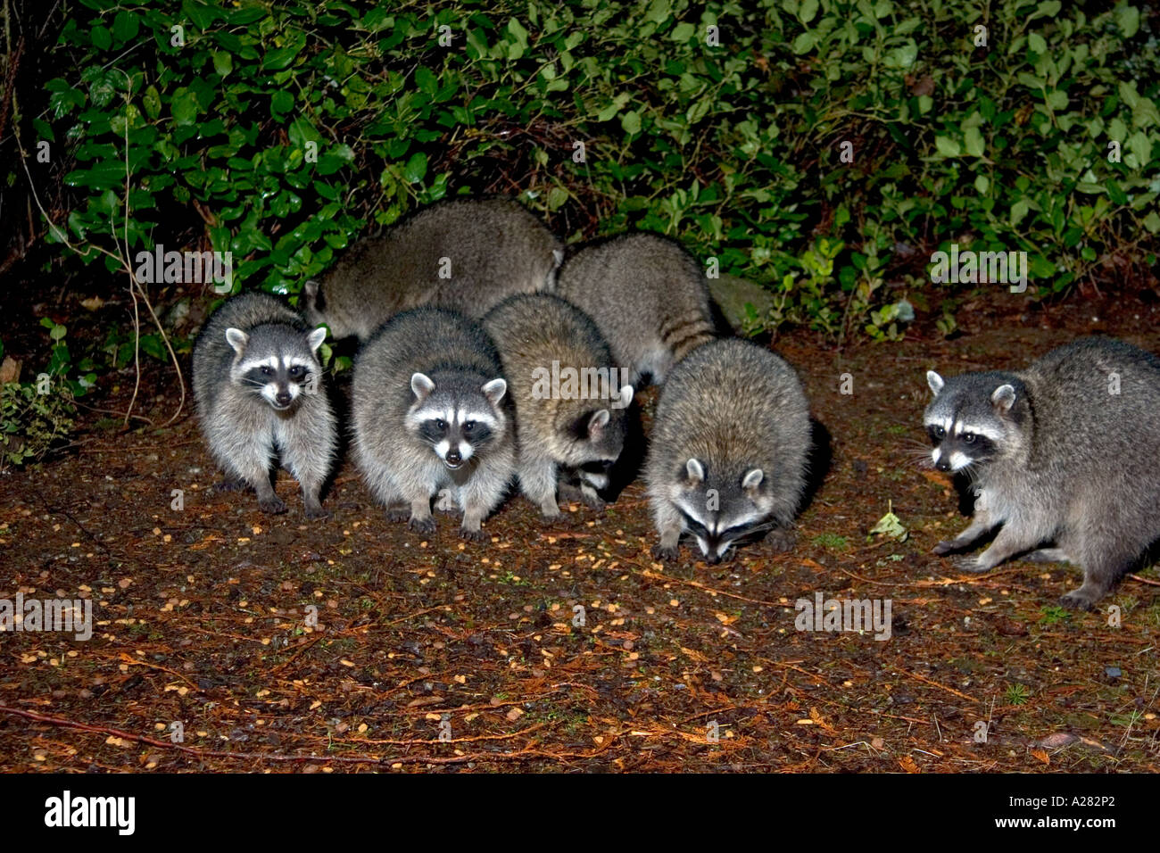 Group of raccoons hi-res stock photography and images - Alamy
