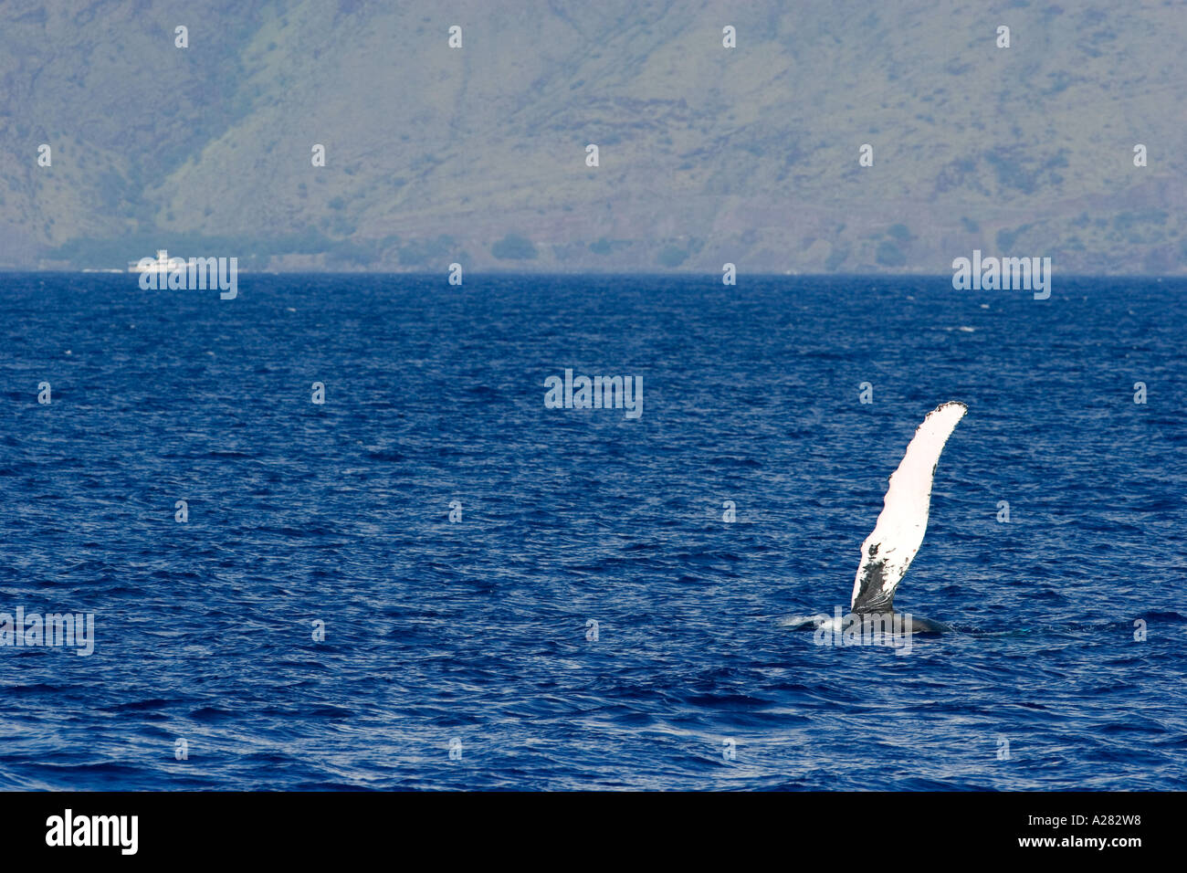 The pectoral flipper of a Humpback whale in the pacific ocean near Maui ...