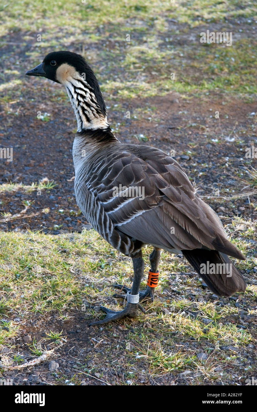 Nene hi-res stock photography and images - Alamy