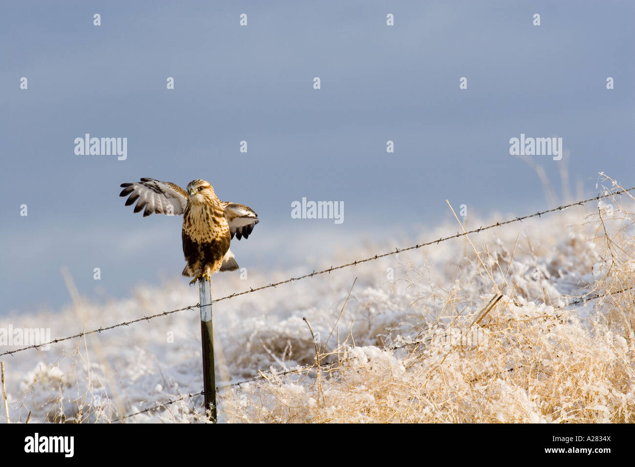 Hawk testing flight Stock Photo - Alamy