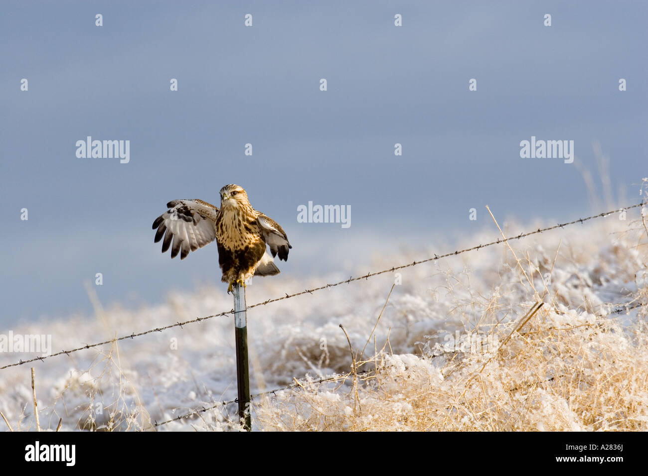 Hawk testing take off Stock Photo - Alamy