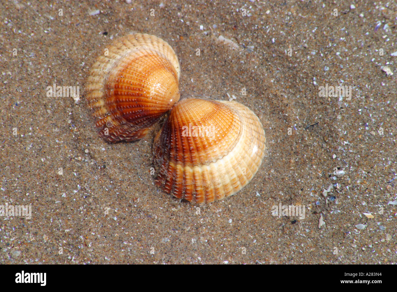 Gower shells hi-res stock photography and images - Alamy