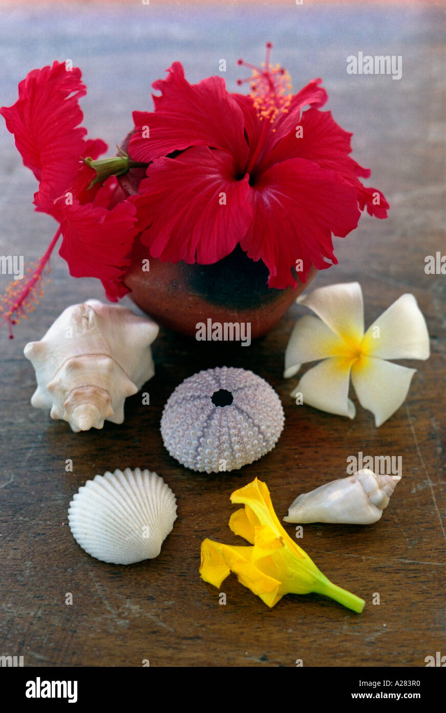 Tabletop Still life. Seashells, Hibiscus and Frangipani flowers ...
