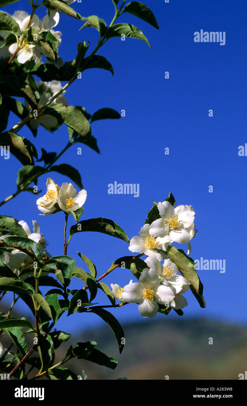 Syringa idaho hi-res stock photography and images - Alamy