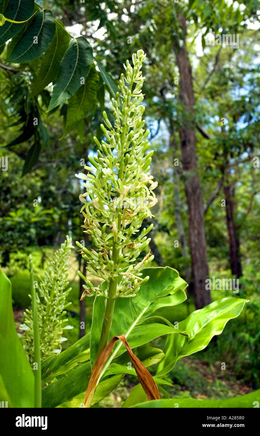 Flower of Galangal, Languas galangal, syn Alpinia galanga, a plant ...