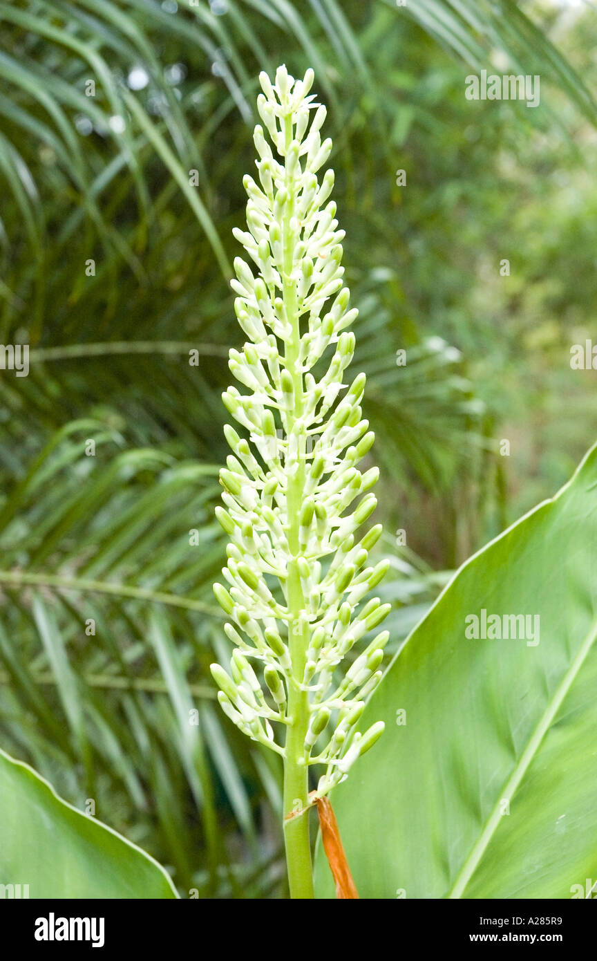 Flower of Galangal, Languas galangal, syn Alpinia galanga, a plant ...
